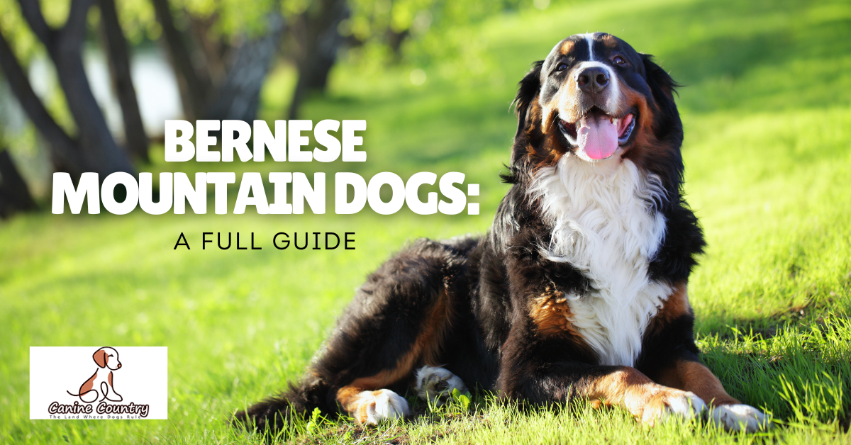Bernese Mountain Dogs: A Full Guide - Canine Country