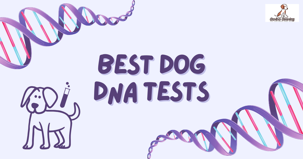 Best Dog DNA Tests | Canine Country