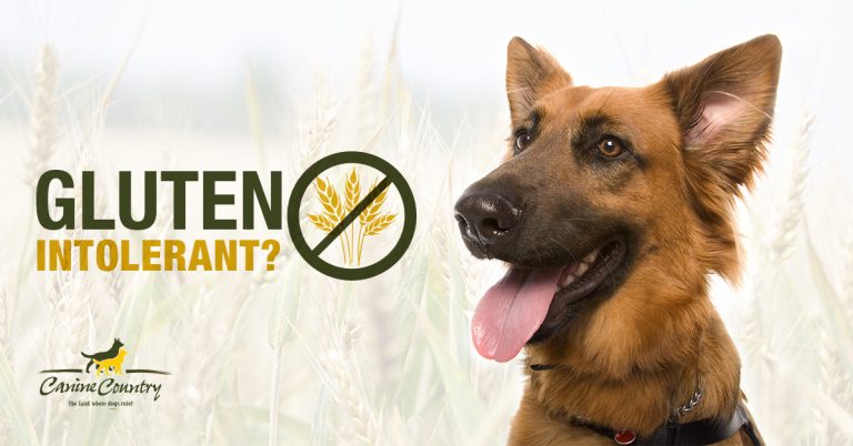 Can Dogs Be Gluten Intolerant? - Canine Country