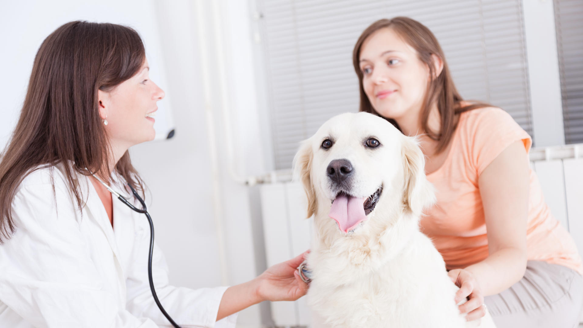Bringing Attention to the Veterinary Shortage - Canine Country