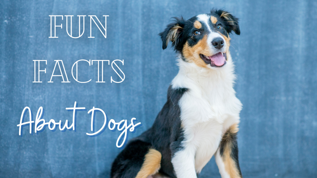 Fun Facts About Dogs - Canine Country