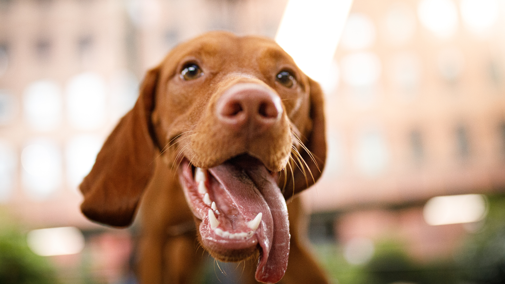 Fun Facts About Dogs - Canine Country