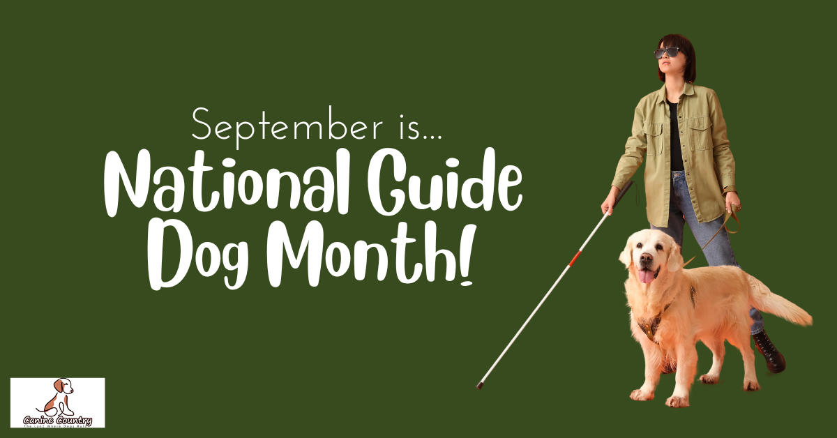 Show Your Support for National Guide Dog Month | Canine Country