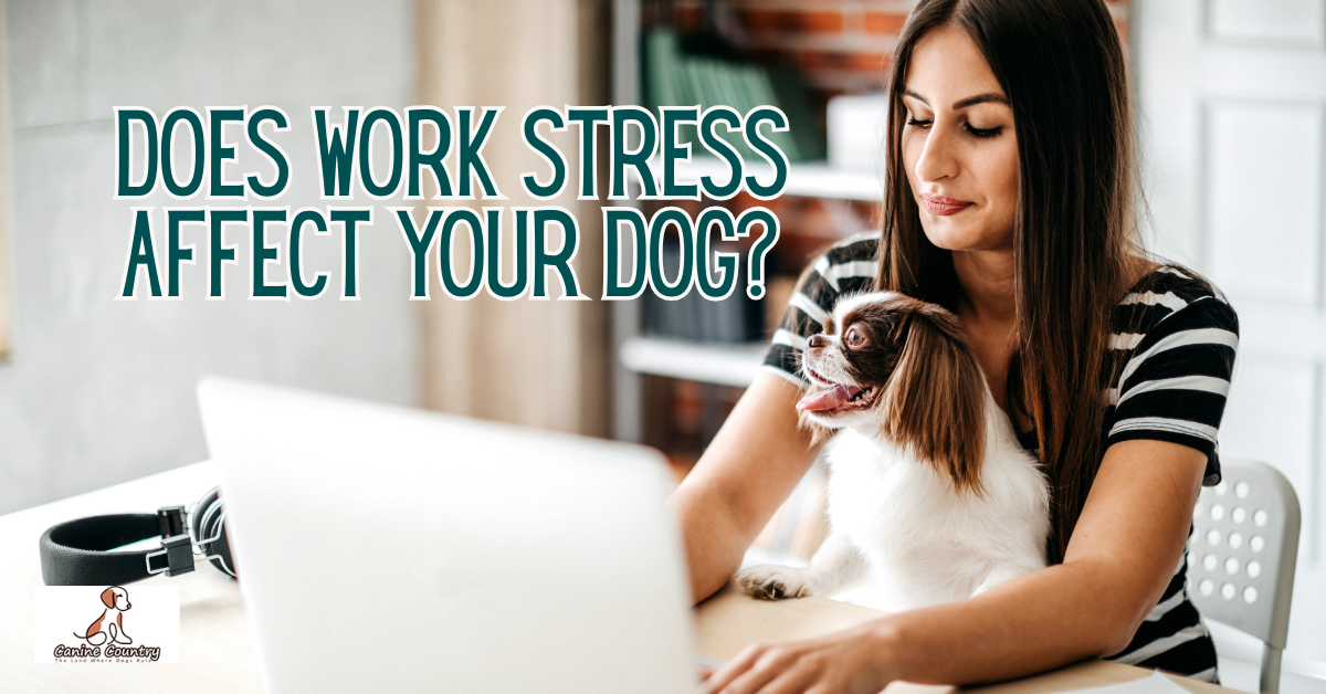 Is Stress from Work Affecting Your Dog? | Canine Country