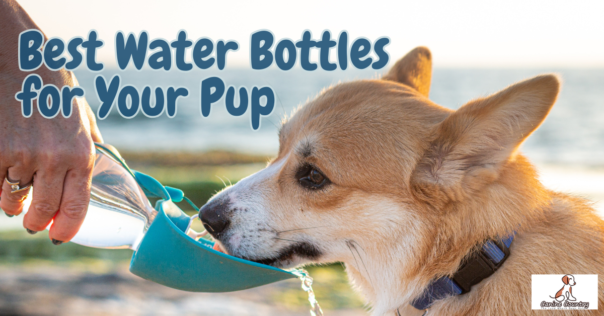 The Best Water Bottles for Dogs | Canine Country