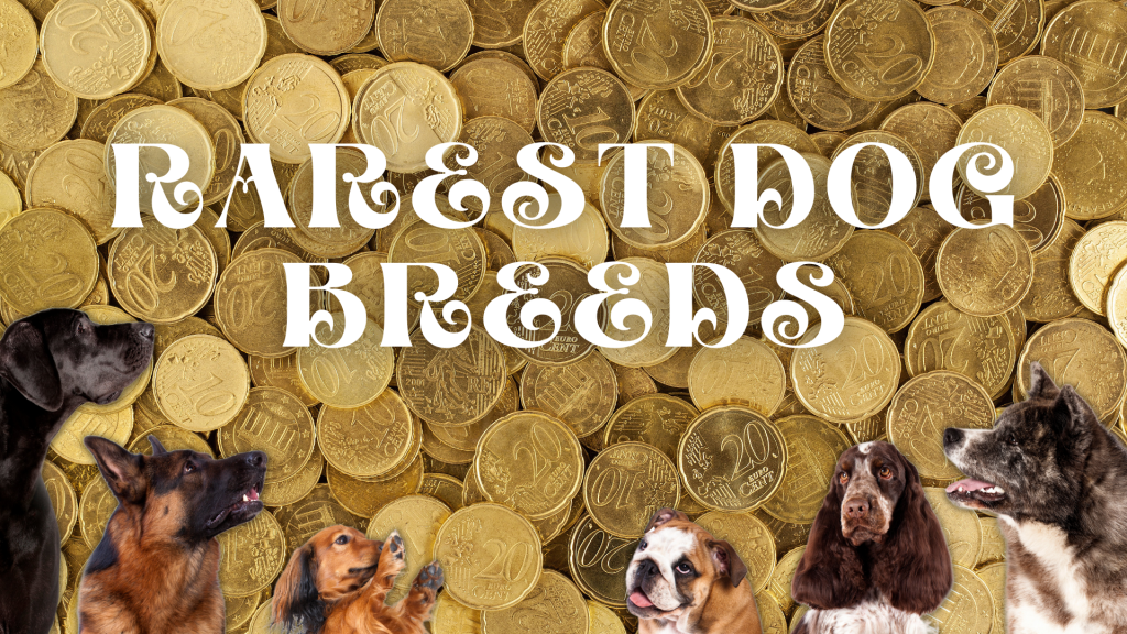 The Rarest Dog Breeds - Canine Country
