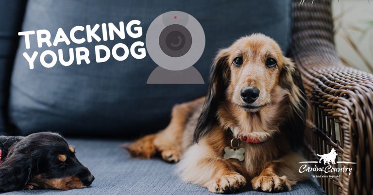 Tracking Your Dog While Away from Home - Canine Country