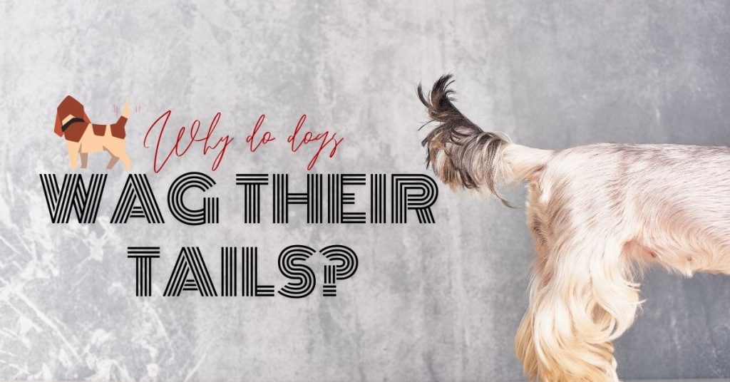 why-dogs-wag-their-tails - Canine Country