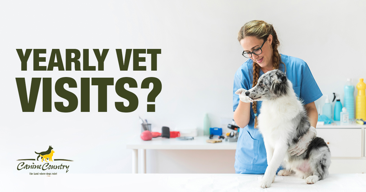Should My Dog Visit the Vet Yearly? - Canine Country