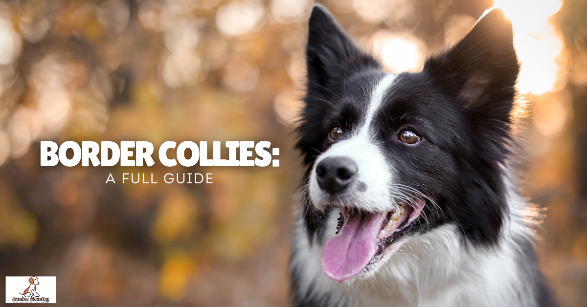 Your Full Guide on Border Collies | Canine Country